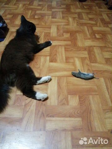 Кошка мышеловка абсолютно бесплатно