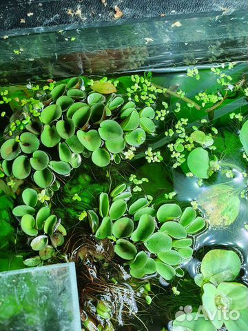 Пистия, сальвия, ряска (аква растения)