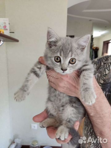 Британская