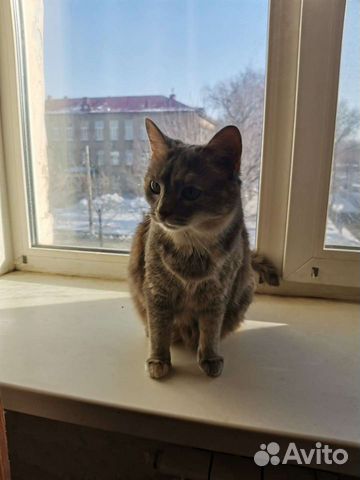 Кошка в хорошие руки