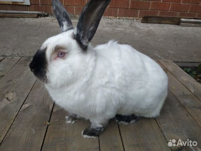 Крол калифорния