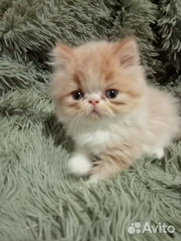 Персидская