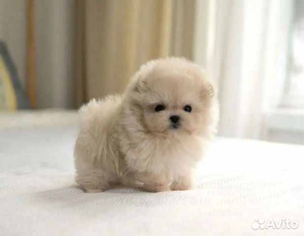 Maltipoo Micro f1