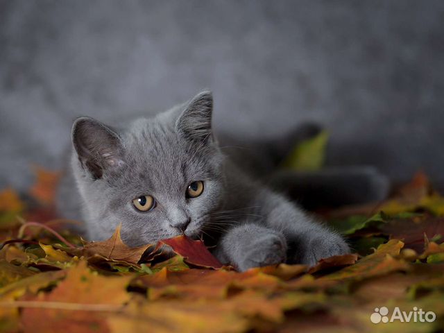 Британские котята девочки