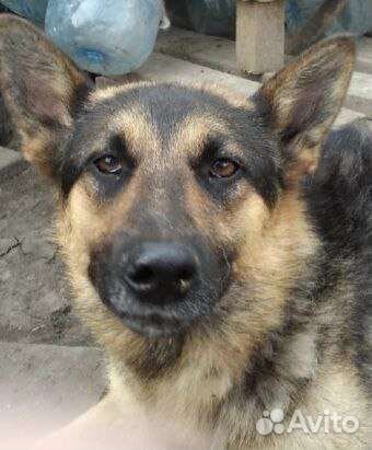 Пёс по имени Гасс