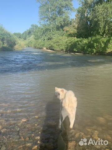 Собака акита ину кобель 1год 3 месяца