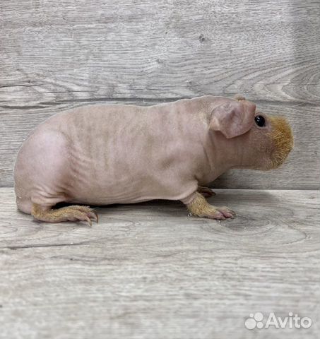 Морская свинка скинни