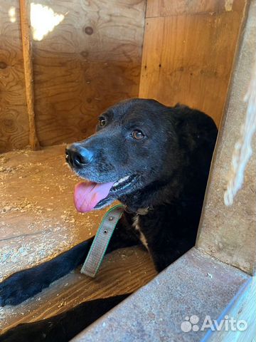 Приютский пёс, которого никто не замечает