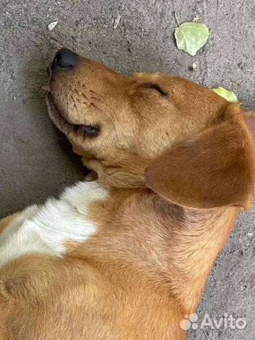 Собака в добрые руки