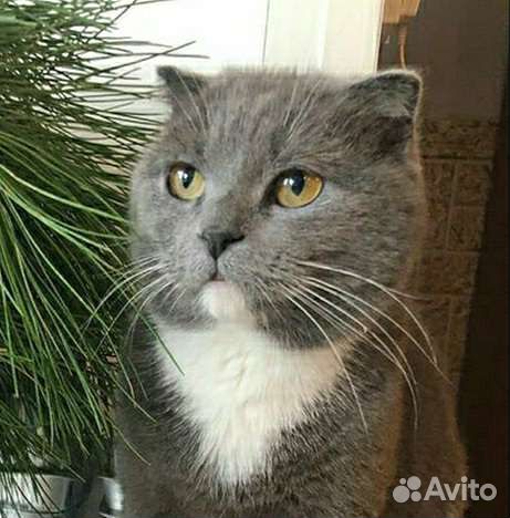 Кошка помесь Шотландской вислоухой 2 года