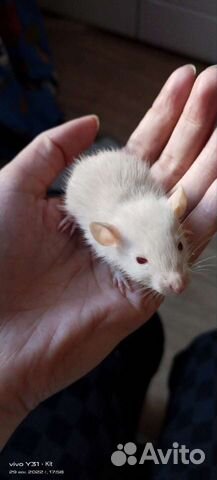 Крыски дамбо