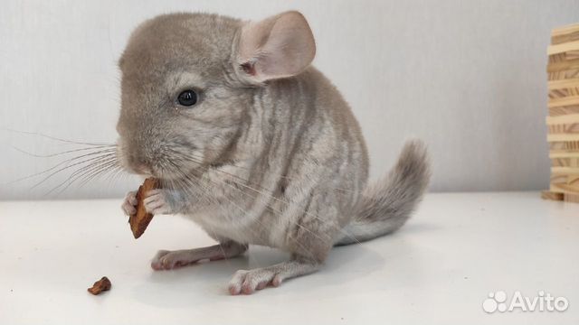 Шиншилленок гетеробеж носитель ангоры