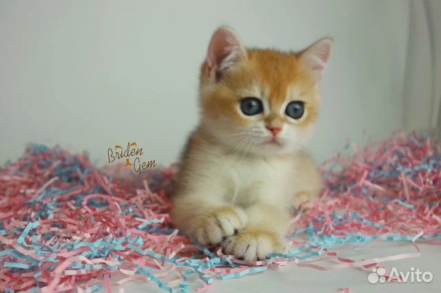 Золотая британская кошка