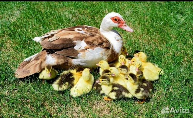 Мускусные утки