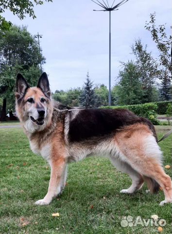 Ищу дом чудесной овчарке Джессике