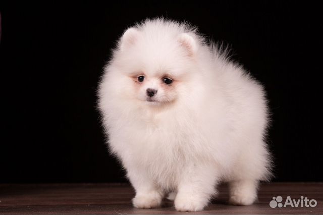 Щенок померанского шпица девочка