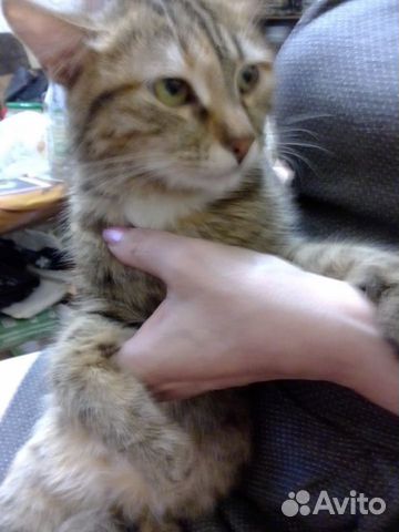 Кошечка классического окраса в добрые руки