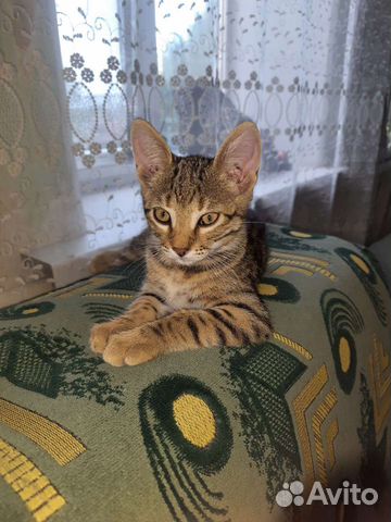 Оцикет котенок
