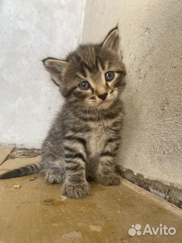 Котята бесплатно