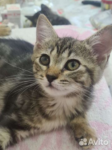 Котенок девочка в добрые руки