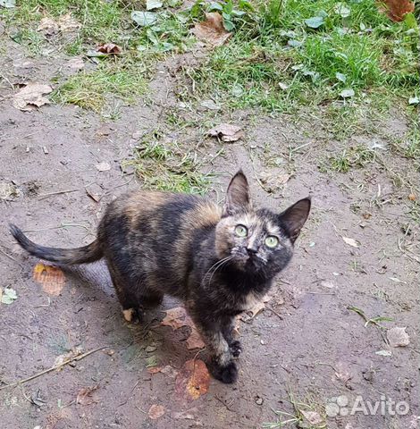 Котенок Черешня 3,5мес девочка