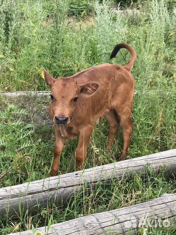Продам телёнка