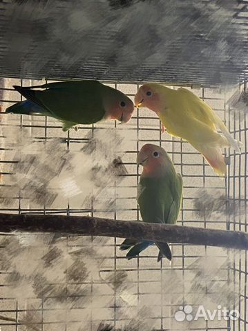 Попугаи неразлучники