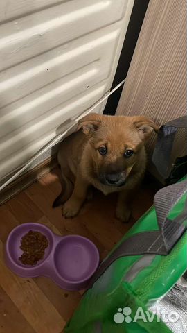Продаю щенка