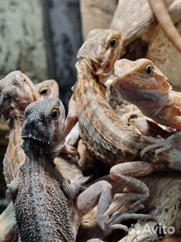 Бородатая агама