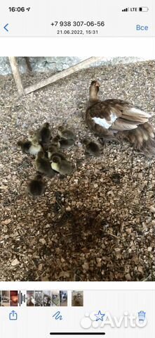 Утята индоутки