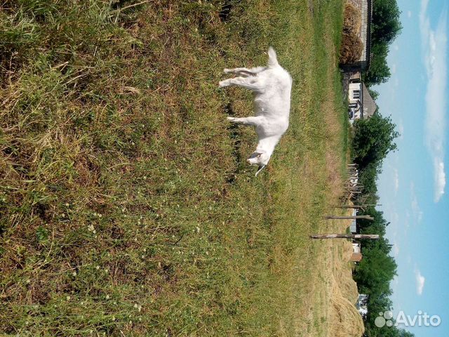 Зааненская козы