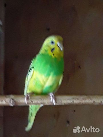 Волнистый попугай