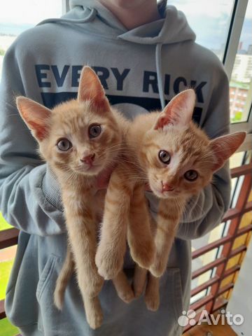 Рыжики-мурлыки