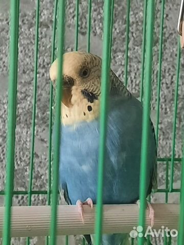 Отдам даром бесплатно в добрые руки