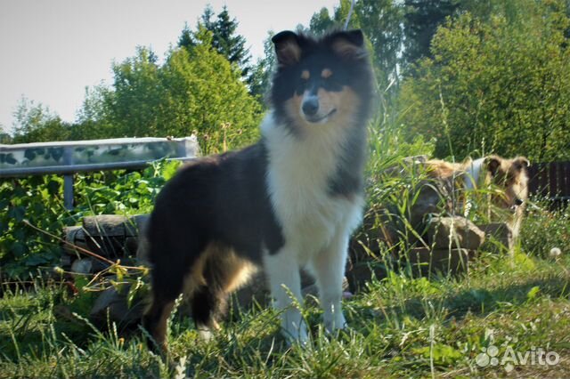 Колли щеночки