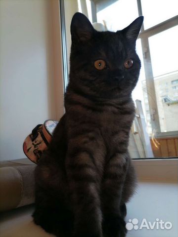 Британская кошка