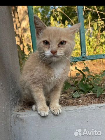 Котенок в добрые руки