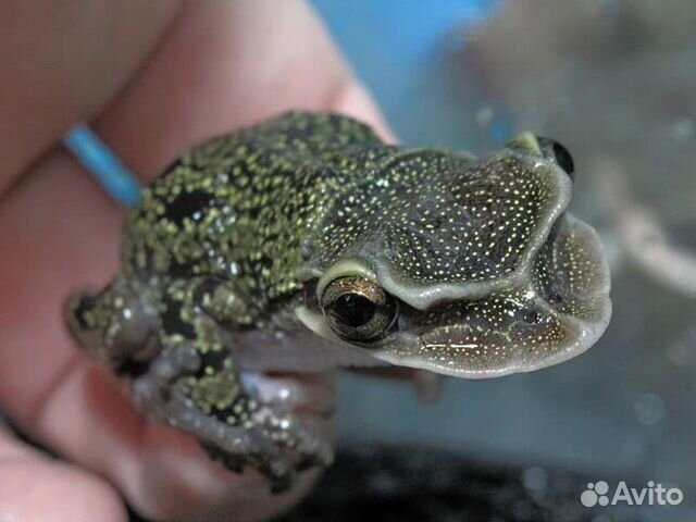 Шлемоголовая лягушка (Triprion petasatus)