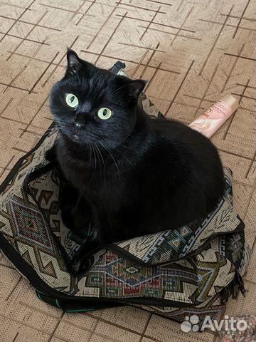 Кот