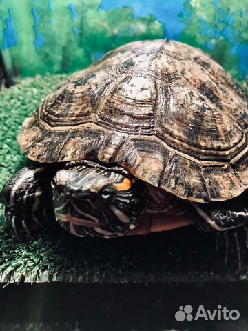 Черепаха