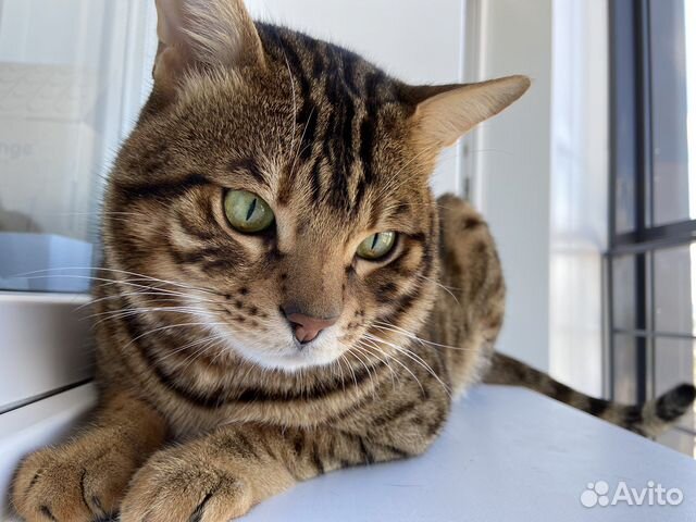 Кот Саванна Ф4, вязка