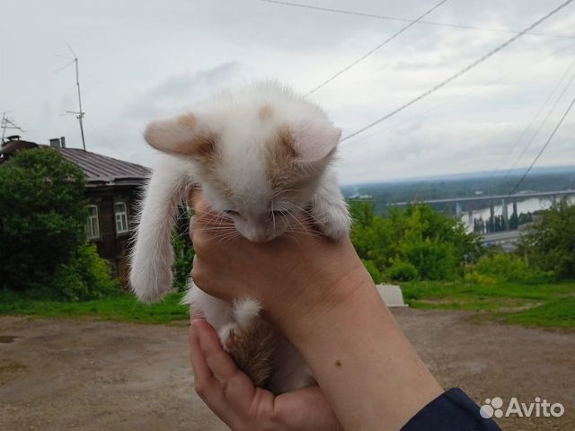 Скромненькая крошечка