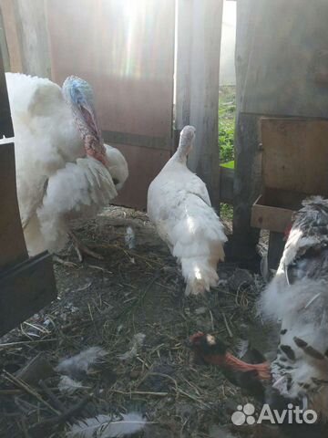 Индюк индюшки