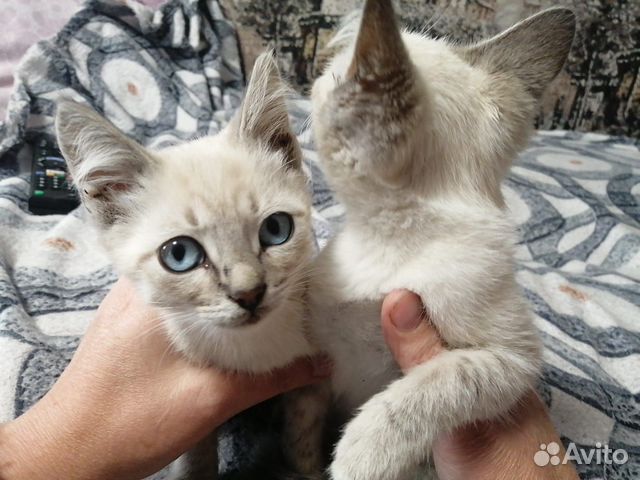 Котята ищут хозяина