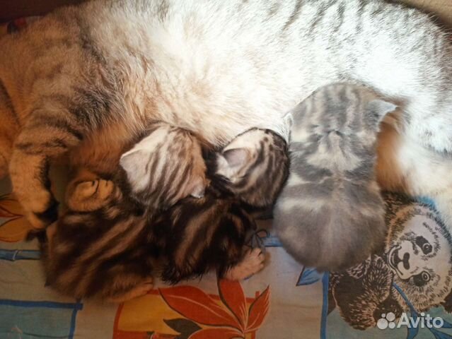 Британские котята