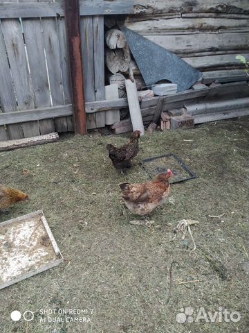 Куры несушки амераукана годовалые