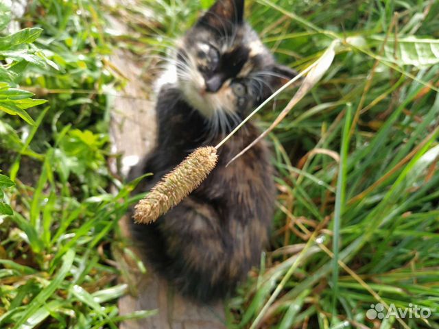 Котенок трехцветный.Девочка.1Месяц