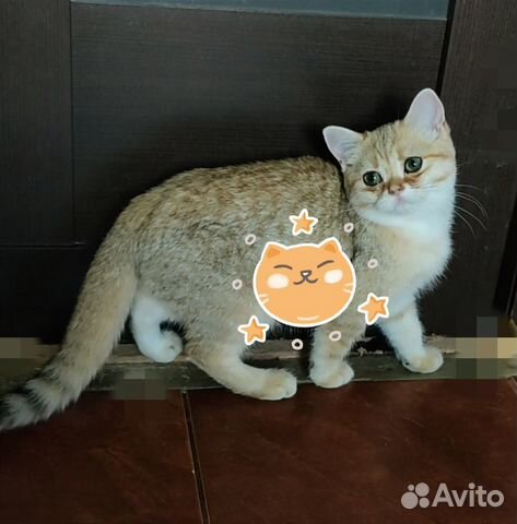 Золотая плюшечка