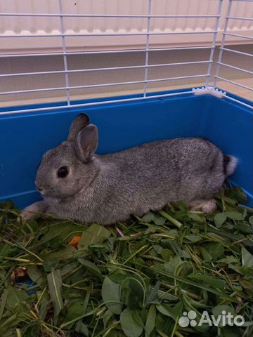 Кролик с клеткой