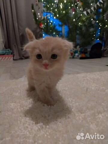 Вислоухие котята